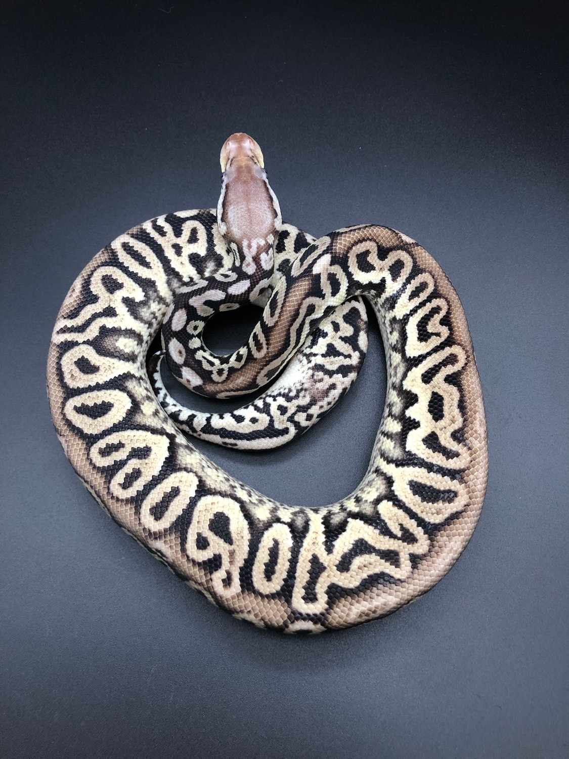 Pastel Red Axanthic KP Ball Python by Tutti Frutti Snakes - MorphMarket