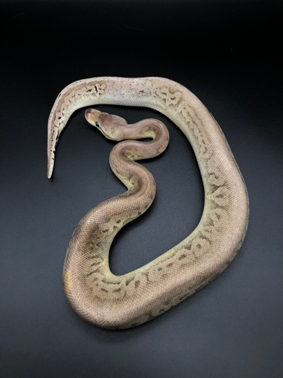 Pastel Gargoyle (Cinnamon, Het Red Axanthic) PARADOX Ball Python by ...