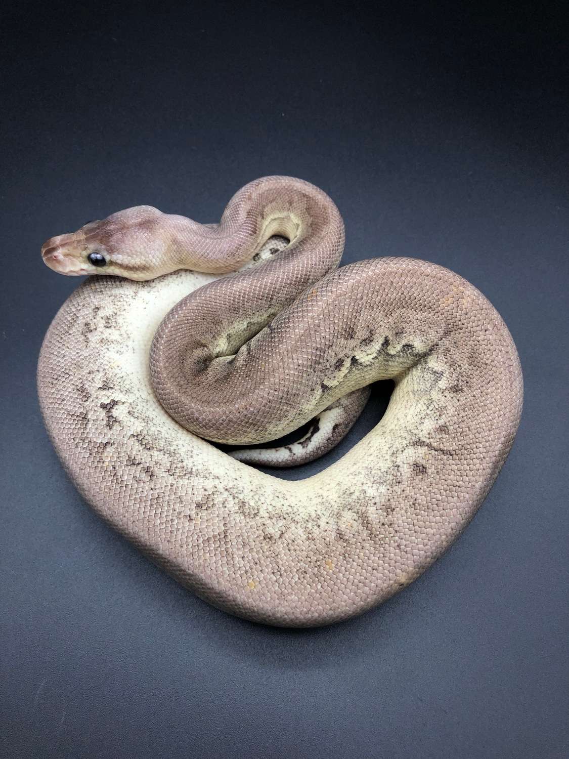 Pastel Gargoyle (Cinnamon, Het Red Axanthic) Ball Python by Tutti ...