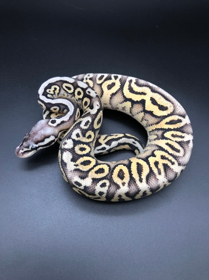 Super Pastel Vanilla Het Red Axanthic Ball Python by Tutti Frutti Snakes