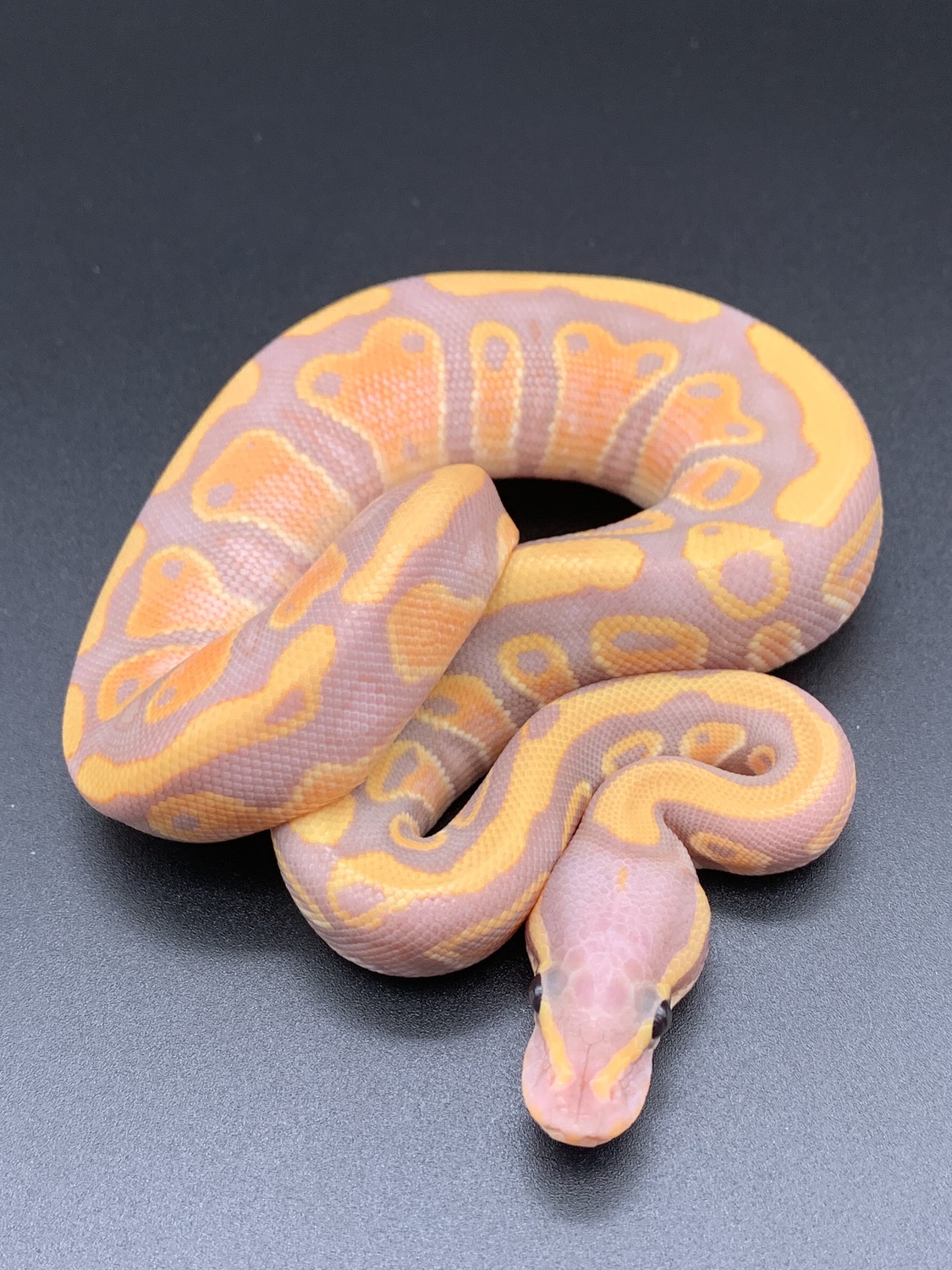 Banana 100% DH Clown Pied Ball Python by Tutti Frutti Snakes - MorphMarket
