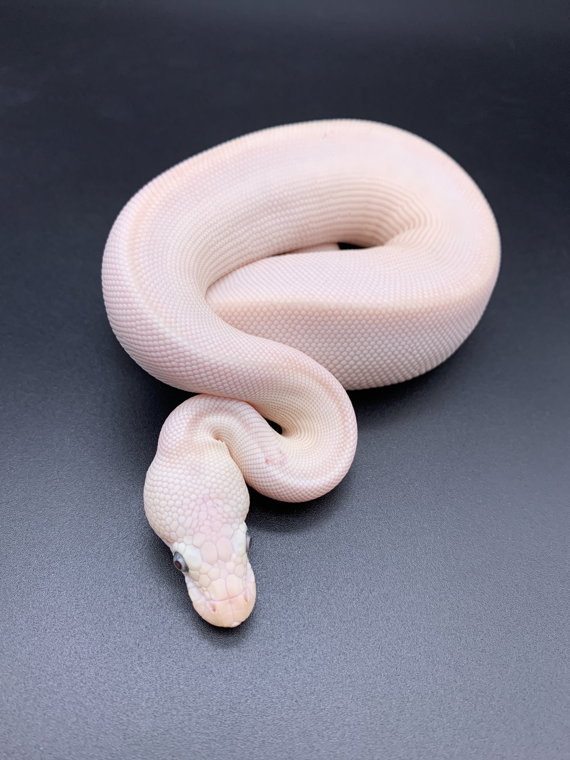Blue Eyed Lucy BEL Super Mojave (Poss Pinstripe Banana) Ball Python by ...