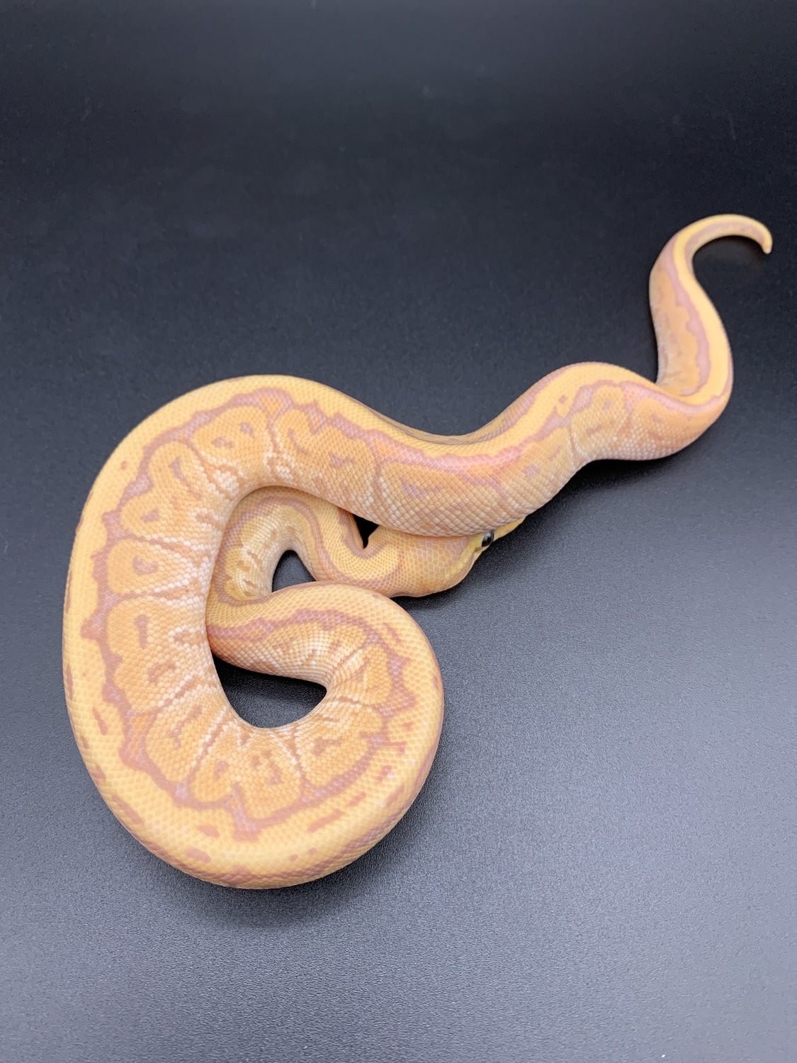 Pinstripe Banana Mojave Ball Python by Tutti Frutti Snakes - MorphMarket