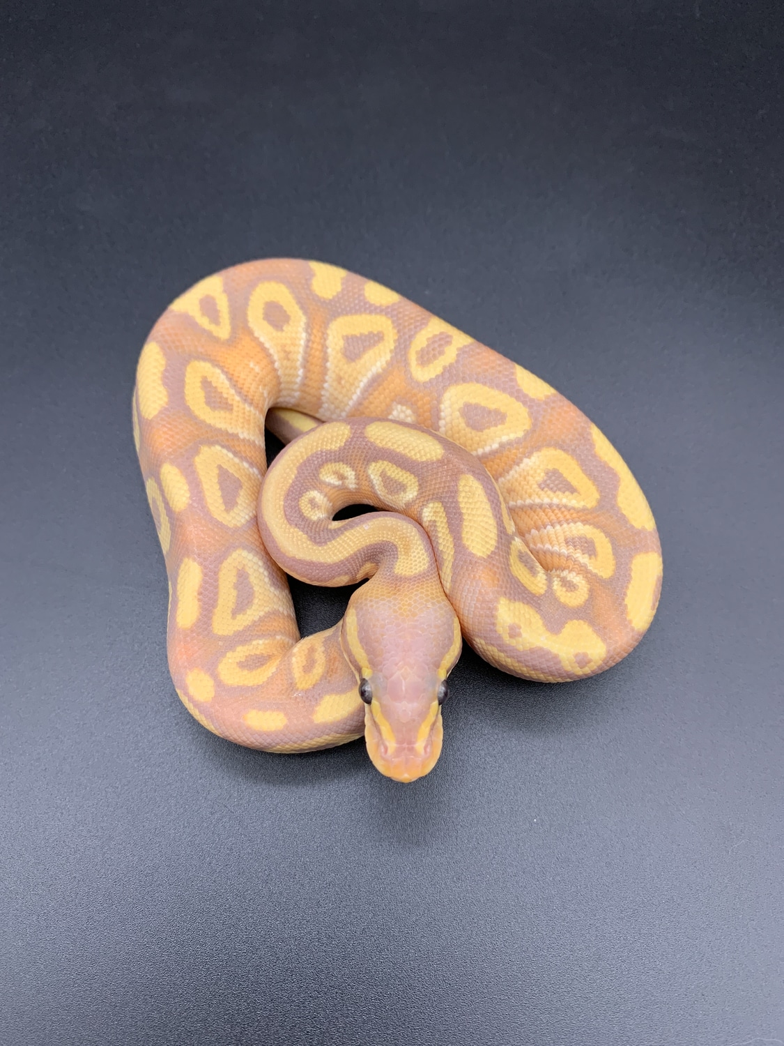 Banana Mojave Ball Python by Tutti Frutti Snakes - MorphMarket