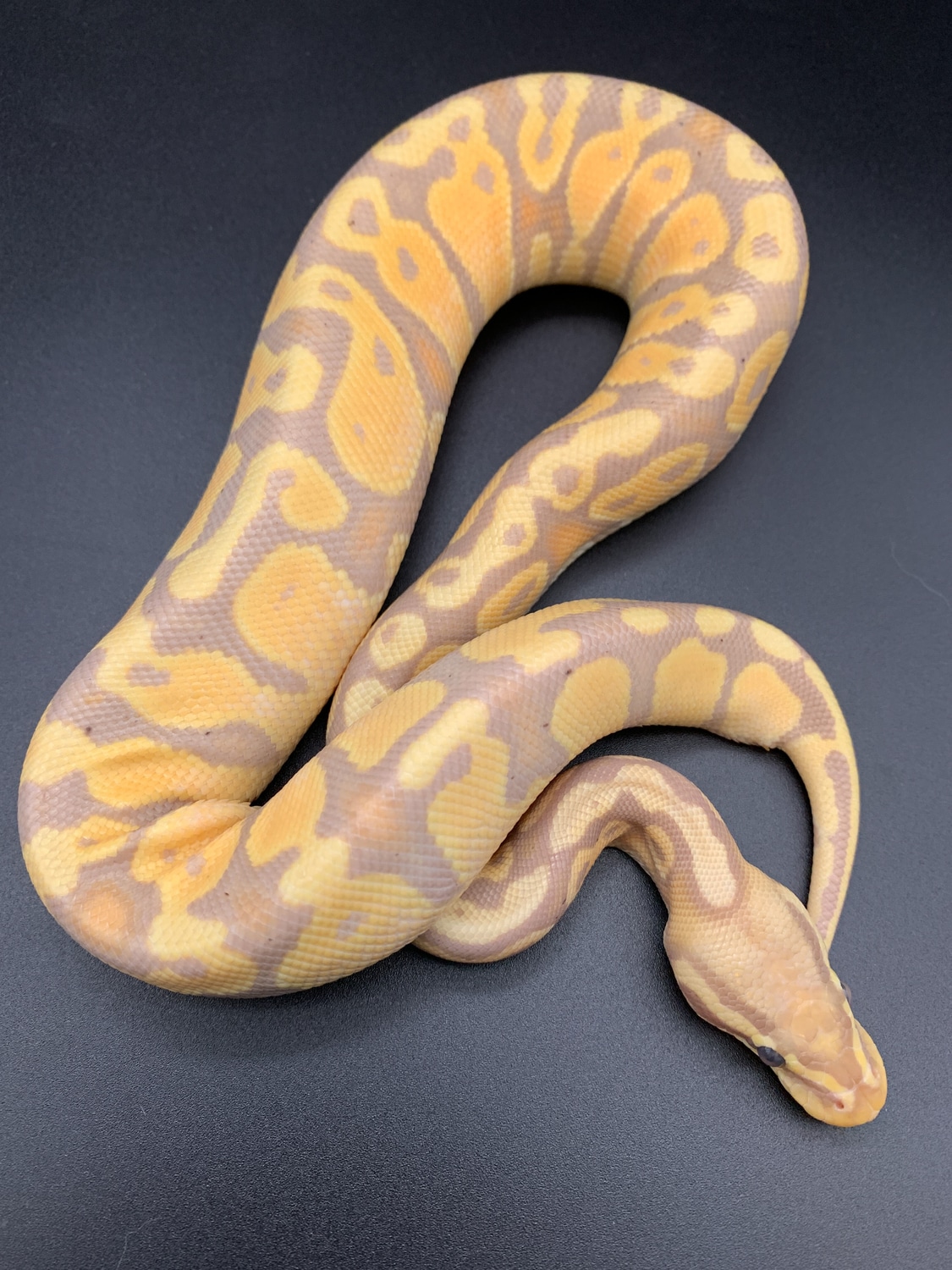 Banana Pastel Ball Python by Tutti Frutti Snakes - MorphMarket