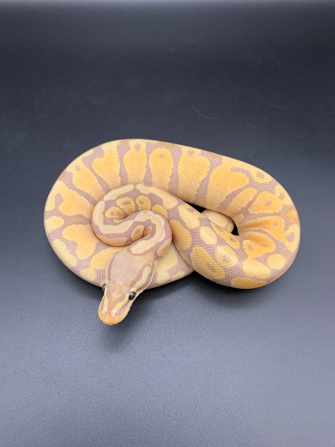 Banana Enchi Ball Python by Tutti Frutti Snakes - MorphMarket