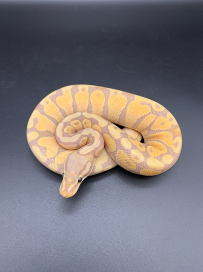 Banana Enchi Ball Python by Tutti Frutti Snakes