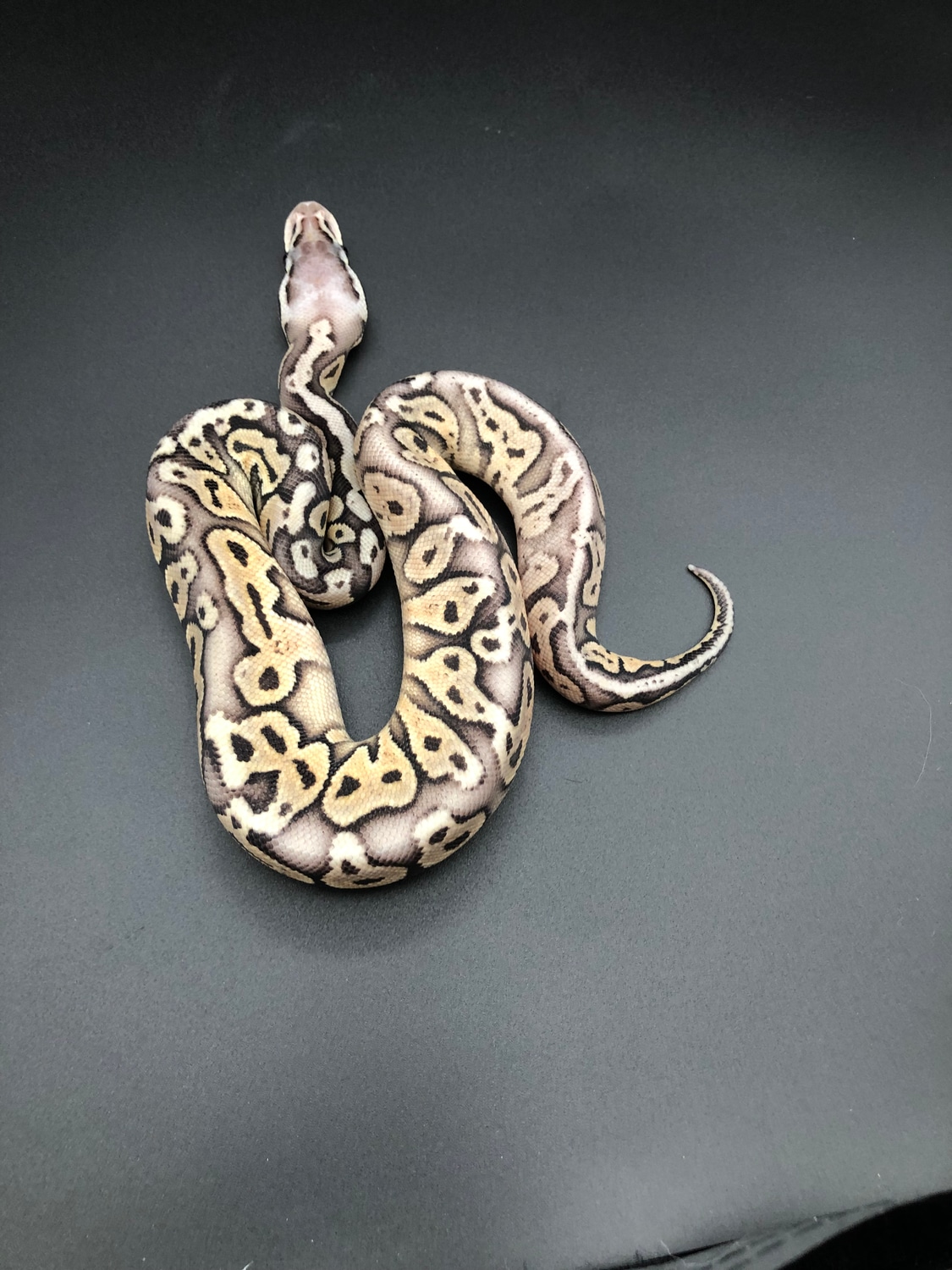 Super Pastel HRA KP Ball Python by Tutti Frutti Snakes - MorphMarket