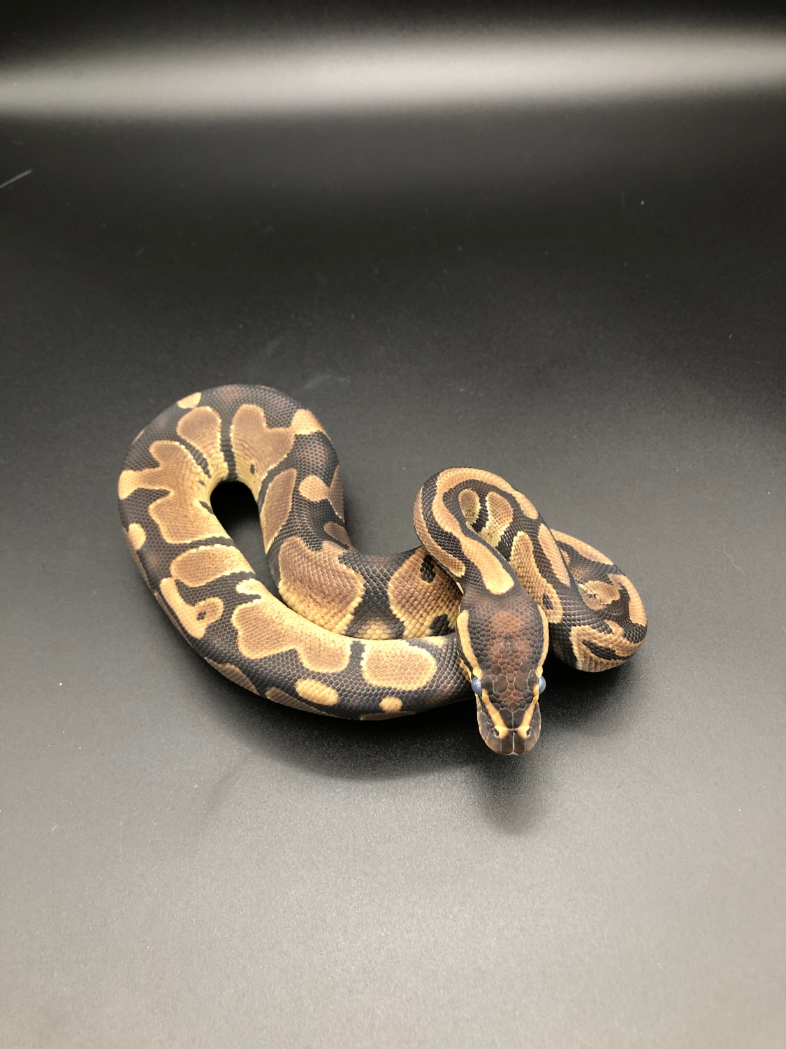 Triple Het Pied Lavender VPI Axanthic Ball Python by Tutti Frutti ...