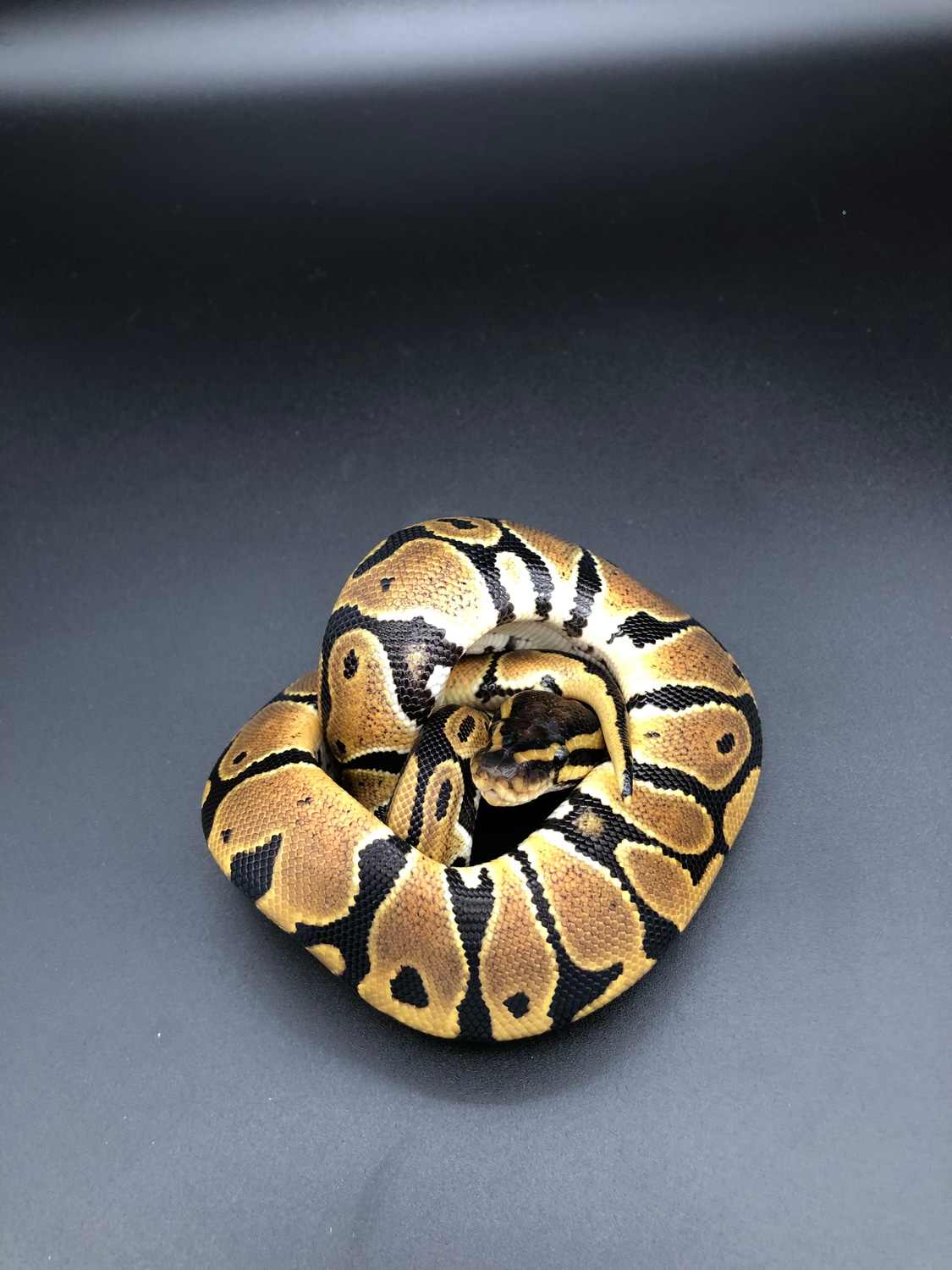 Het Lavender 50% Het VPI Axanthic Ball Python by Tutti Frutti Snakes ...