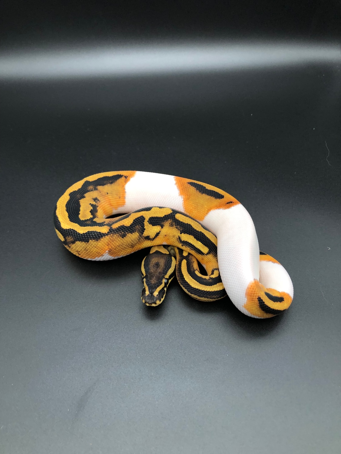 Pied Ball Python by Tutti Frutti Snakes - MorphMarket