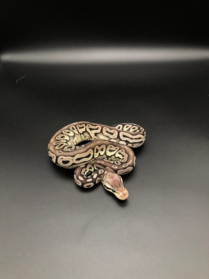 Pastel Red Axanthic KP Ball Python by Tutti Frutti Snakes