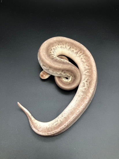 Cinnamon Pastel Red Axanthic YB Poss KP Ball Python by Tutti Frutti Snakes
