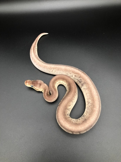 Cinnamon Pastel Red Axanthic KP Ball Python by Tutti Frutti Snakes