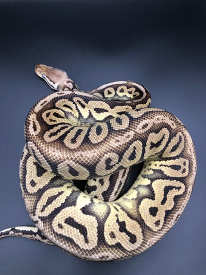 Pastel Red Axanthic Yellowbelly Ball Python by Tutti Frutti Snakes