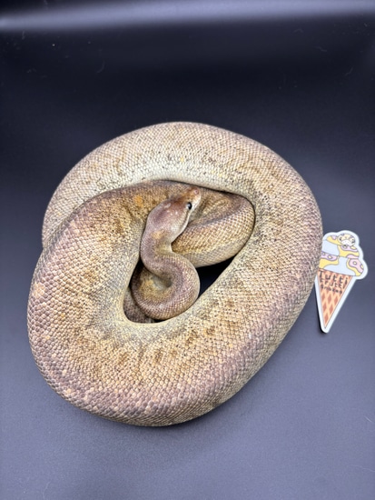 Cinnamon Pastel Red Axanthic YB Poss KP Ball Python by Tutti Frutti Snakes