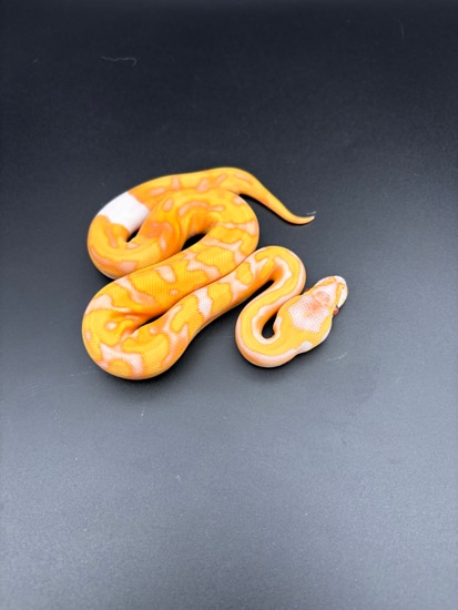 OD Enchi Dreamsicle Ball Python by Tutti Frutti Snakes