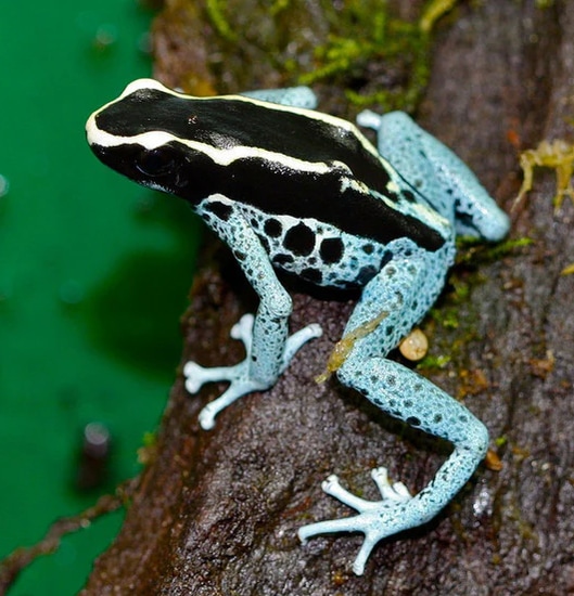 Dendrobates Tinctorius - Powder Blue" Dart Frogs Dyeing Dart Frog by ...