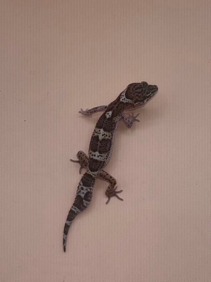 Black Night X Mack Snow Het Eclipse Leopard Gecko by Solar Reptiles