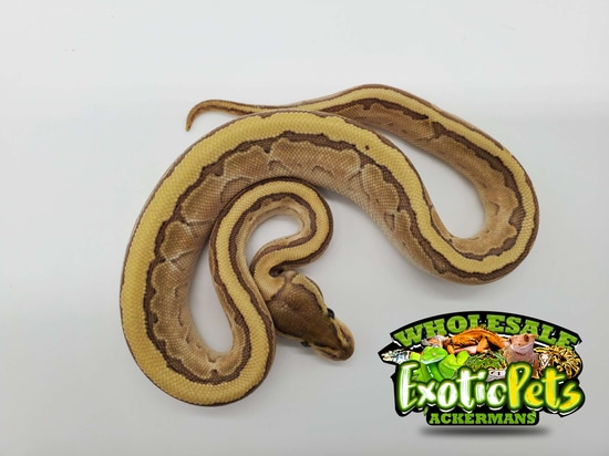 Lesser Pastel Pinstripe Ball Python by Wholesale Exotic Pets