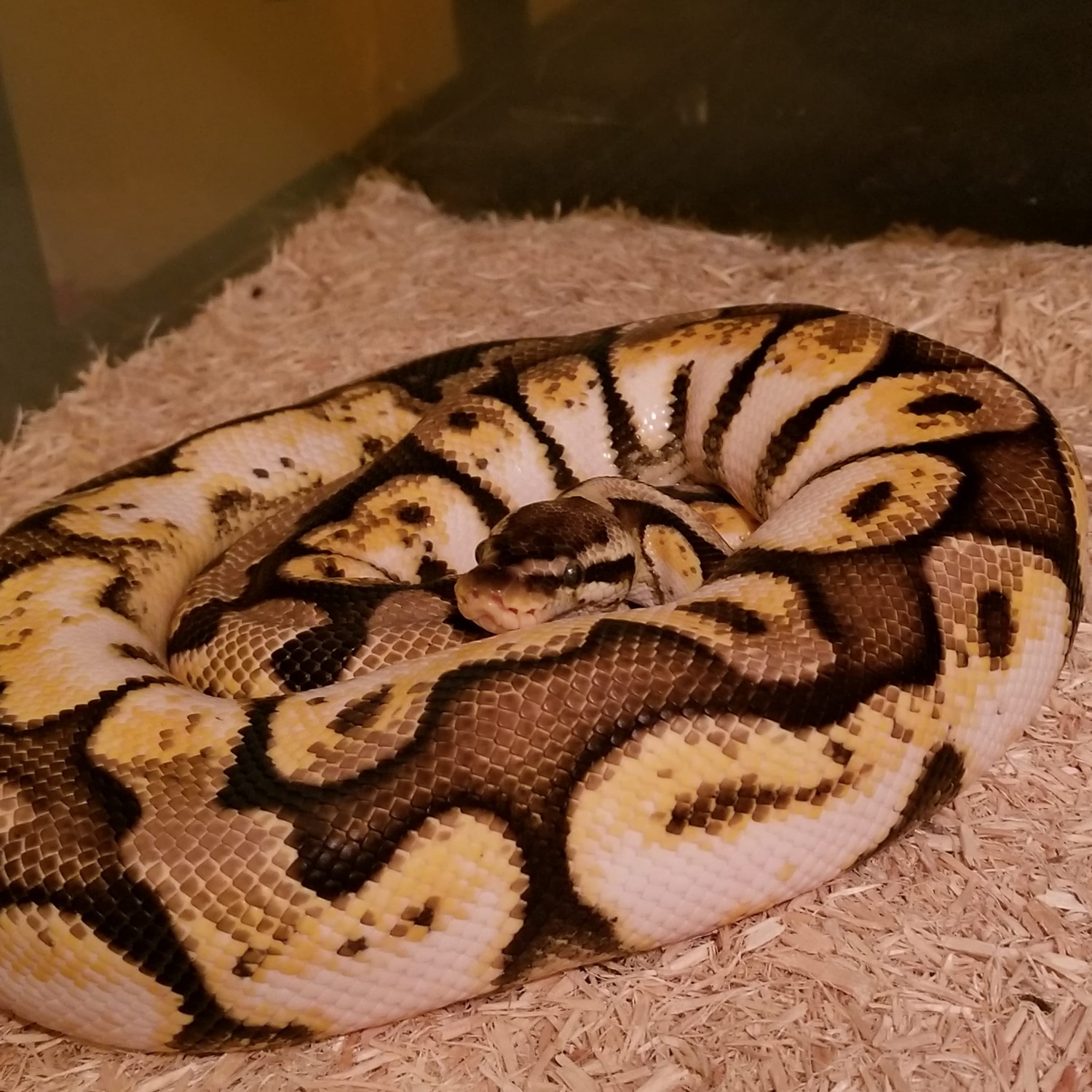 Ball Python Clutch: 01 by Pa Ball Pythons - MorphMarket