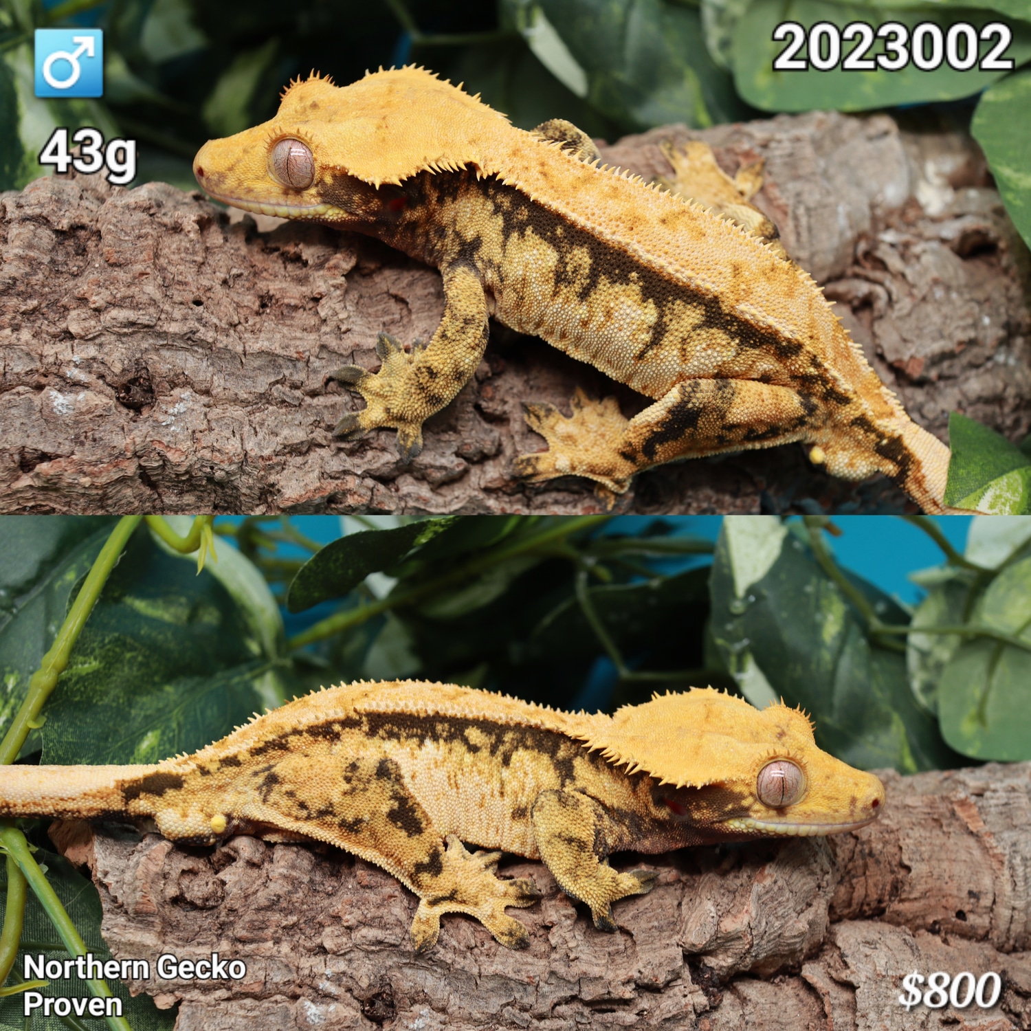 Beautiful Proven Male Crested Gecko by Whoo's Geckos - MorphMarket