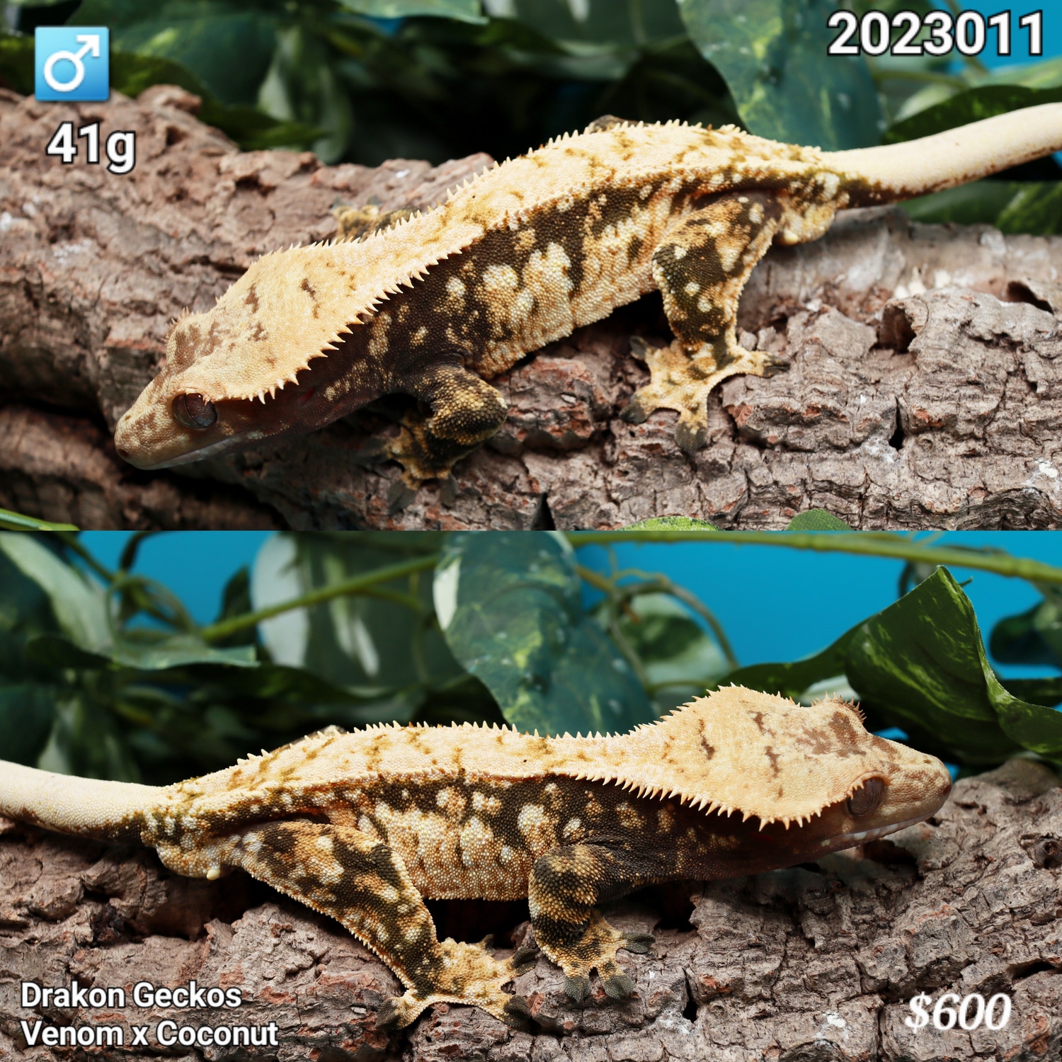 Nice White Spot Crested Gecko by Whoo's Geckos - MorphMarket