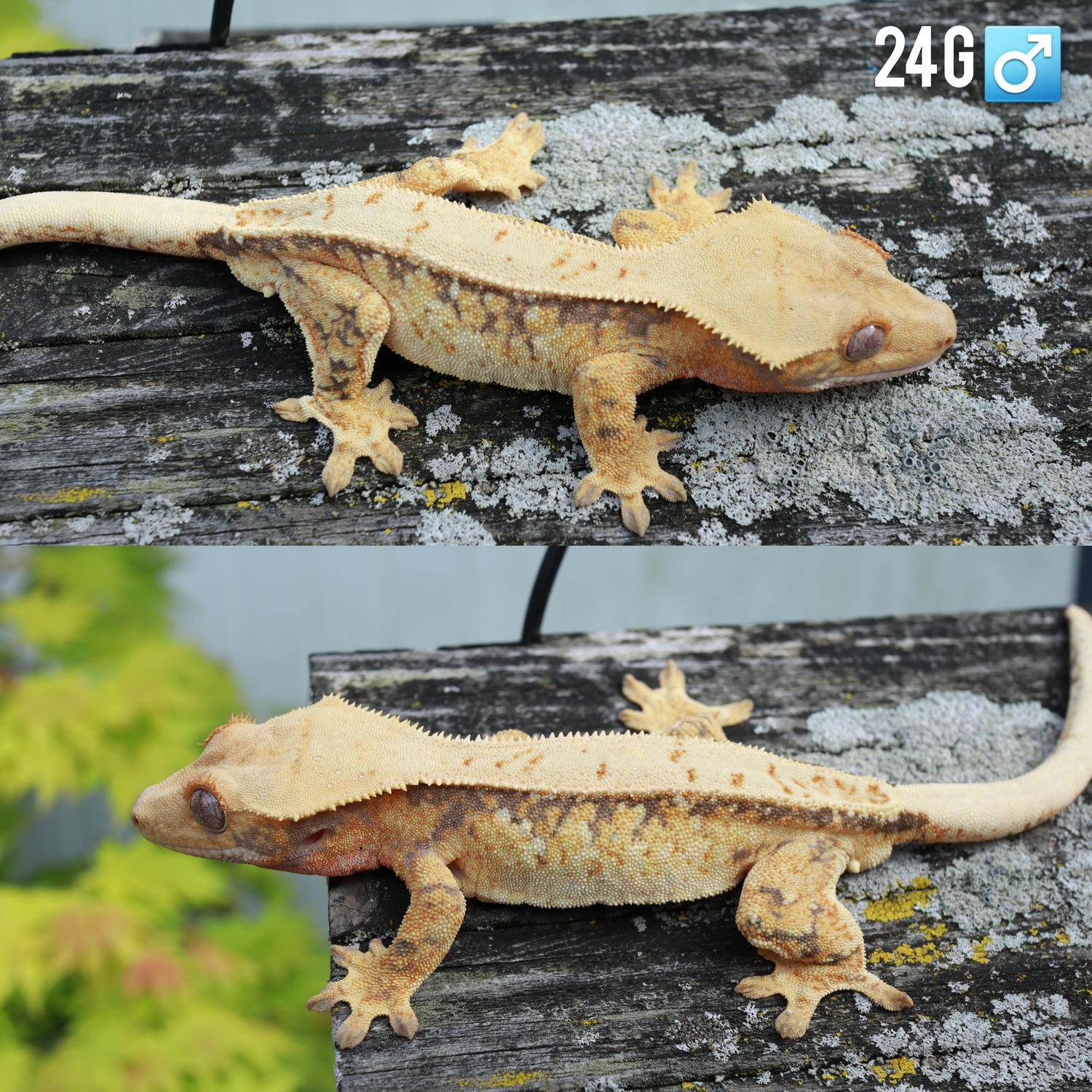 Really Nice Extreme Harlequin Crested Gecko by Whoo's Geckos - MorphMarket