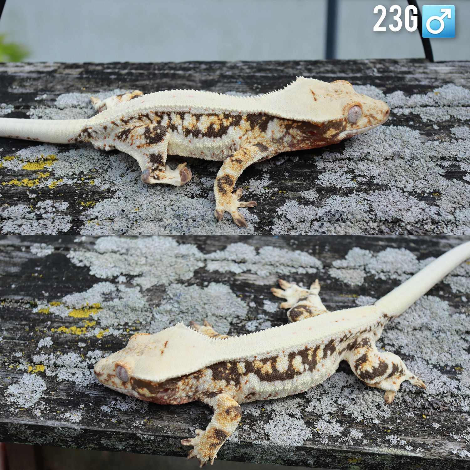 Holdback Super White Tri Color Lilly White Crested Gecko by Whoo's ...