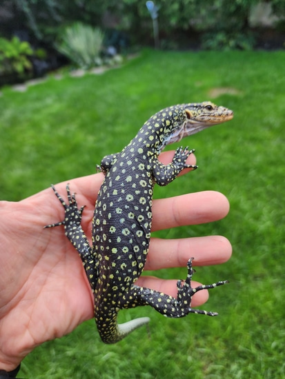 Varanus Colei Kei Island Long Term Captive Mangrove Monitor by Whoo's ...