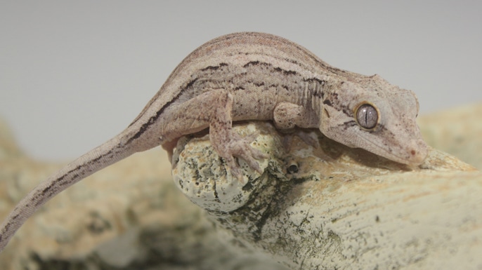 White N Pink Striped/Spectacled Gargoyle - Possible Phantom ...