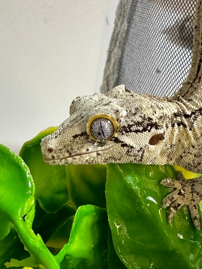 White "Striped" Gargoyle Gecko - Yellow/Red Parents by Great Gatsby Geckos