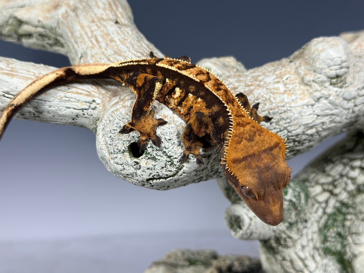 Pretty Female Tri-Color Harlequin - 50% Shipping Discount Crested Gecko ...