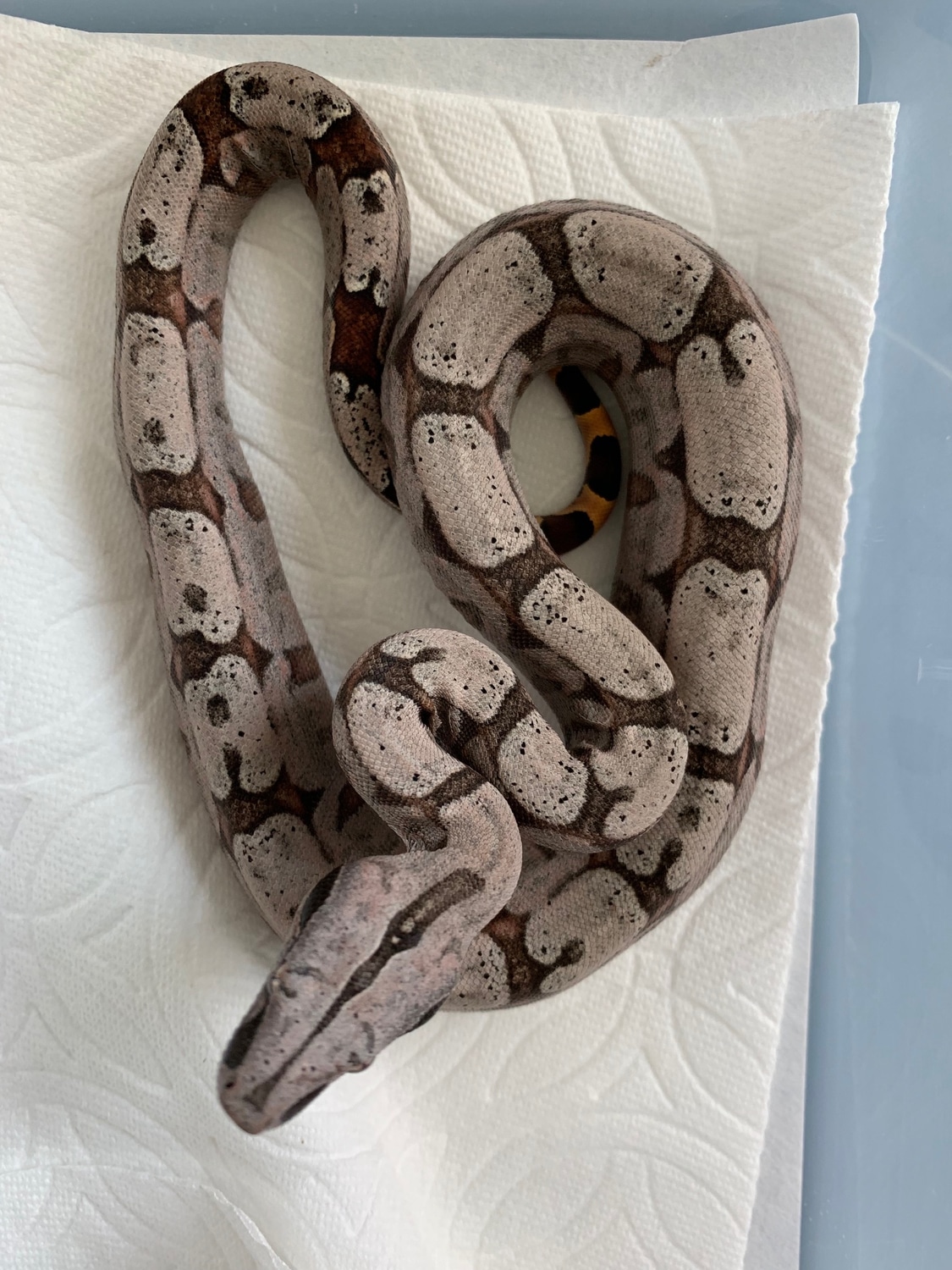 Pastel Bolivian Boas (Amarali) Boa Constrictor by Western ...