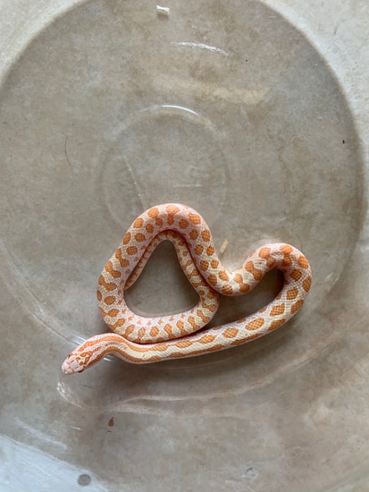 Albino Prairie Kingsnakes (Hybino, Het/hypos And Poss Het Hypos) by ...