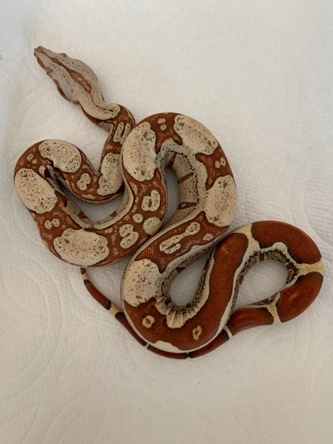 Jungle VPI T+ Albino Boa Boa Constrictor by Western Herpetological ...