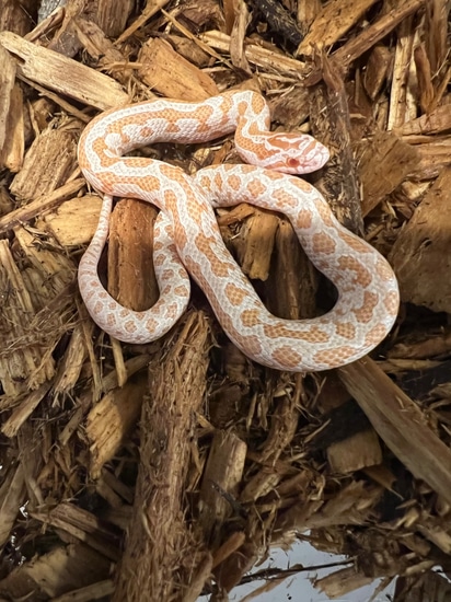Hybino Prairie Kingsnake by Western Herpetological Research Institute