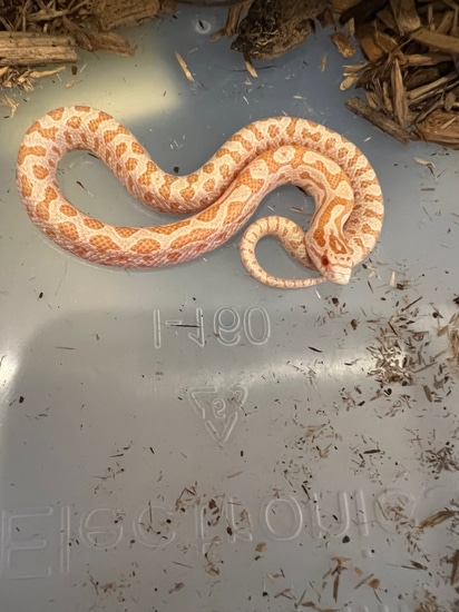 Hybino Het/anery Prairie Kingsnake by Western Herpetological Research ...