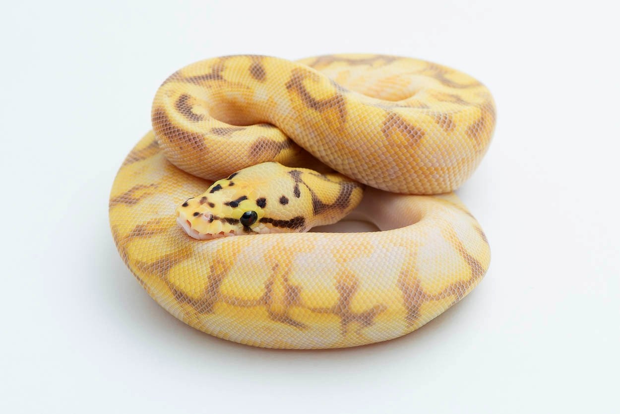 Enchi Bumblebee Freeway Ball Python by WHS Reptiles - MorphMarket