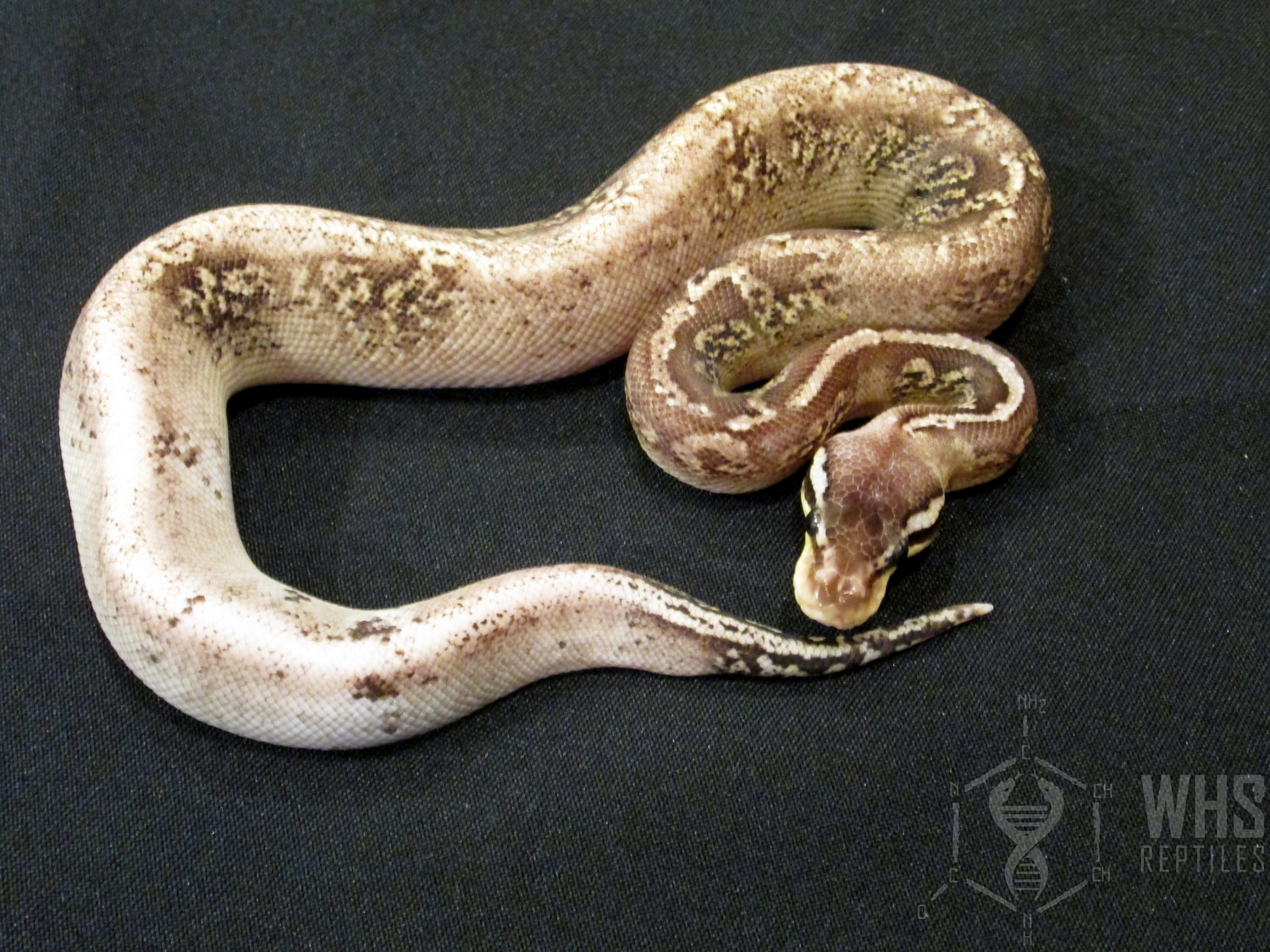 Black Pastel Calico Yellow Belly Ball Python by WHS Reptiles - MorphMarket