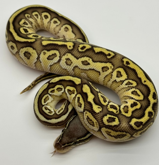 Hurricane Lesser Pastel Ball Python by JJ’s Royals