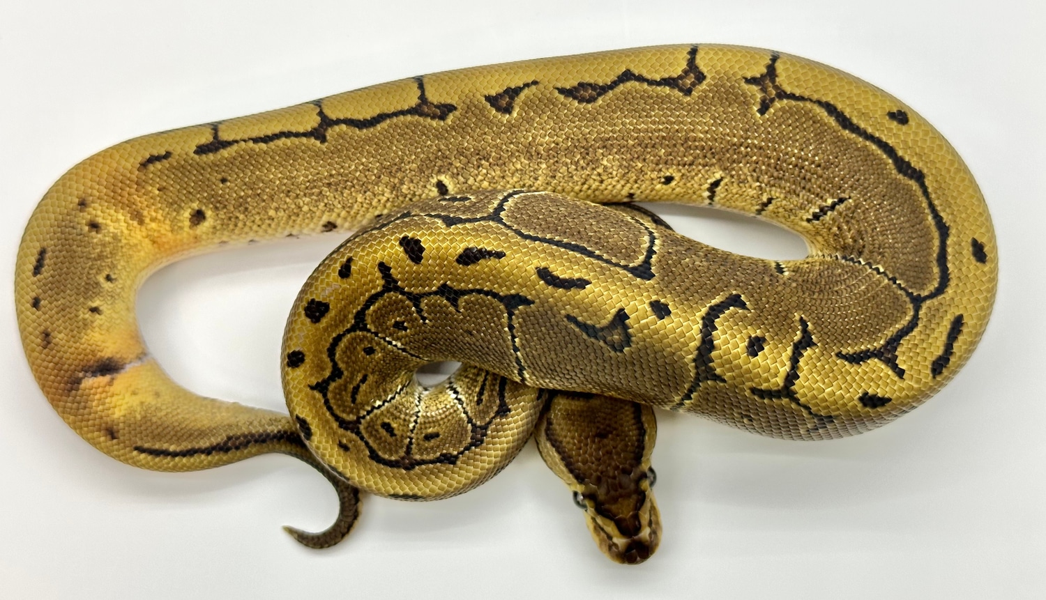 Pinstripe 100% DH Albino/Pied(Ringer) Ball Python by JJ’s Royals ...