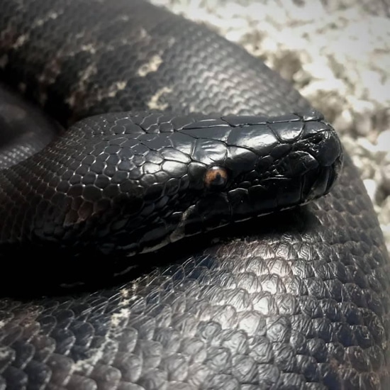 Sumatran Short Tail Proven Breeder Male Sumatran Short-Tailed Python by ...