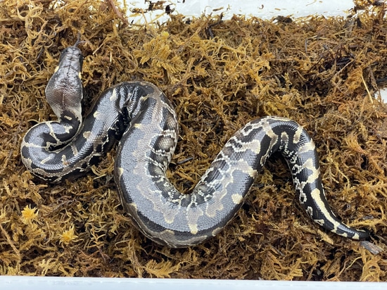 CB22 Sumatran Shorttail Sumatran Short-Tailed Python by JJ’s Royals