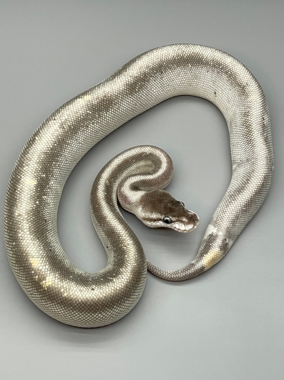 Butter Pastel Super Cinnamon/8 Ball Ball Python by JJ’s Royals