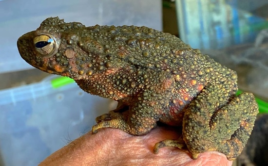 Malaysian Giant River Toads. Phrynoidis Aspera by Whyte Ark Reptile