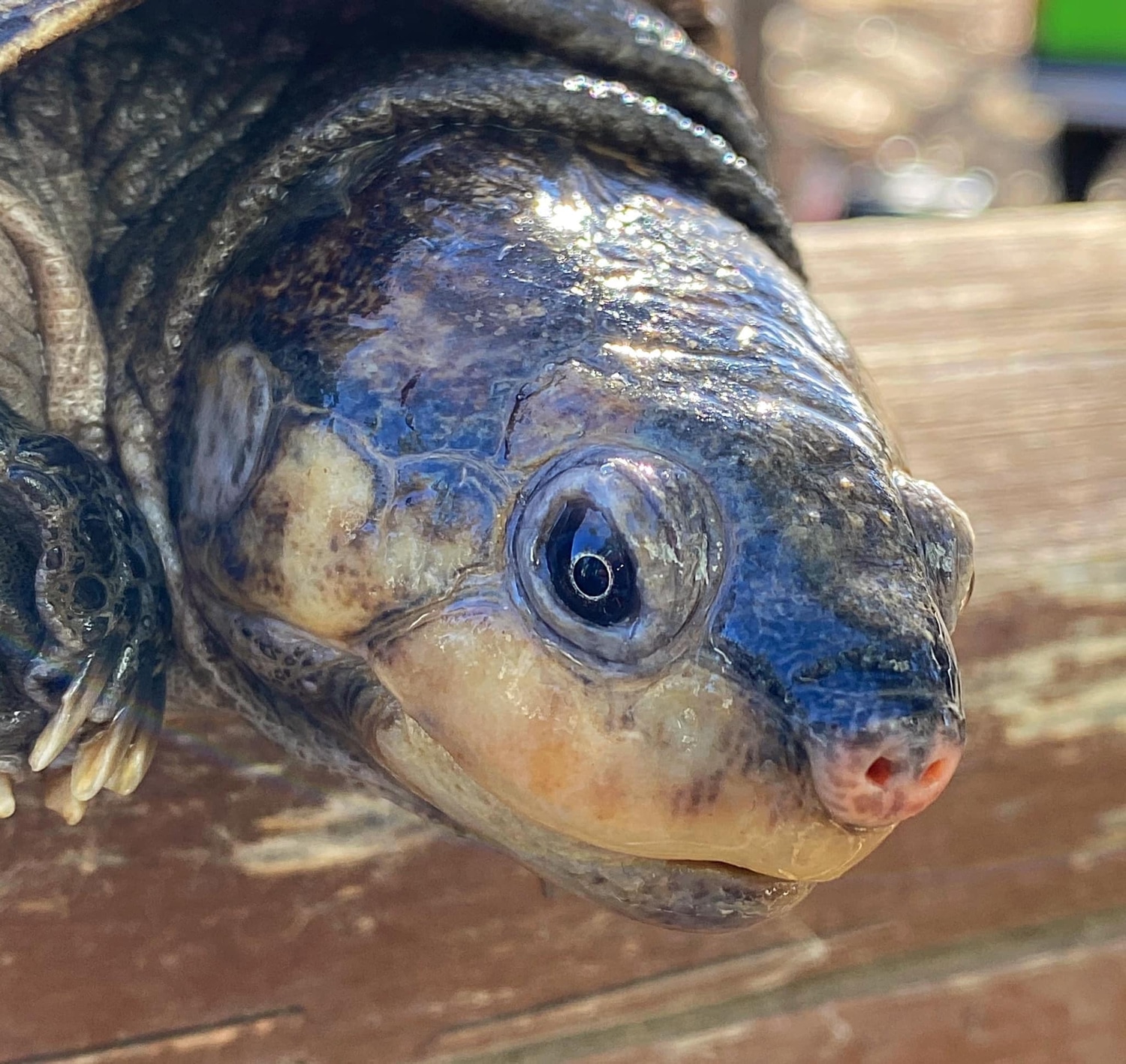 Madagascar Bighead Adult Male More Turtle by Whyte Ark Reptile ...