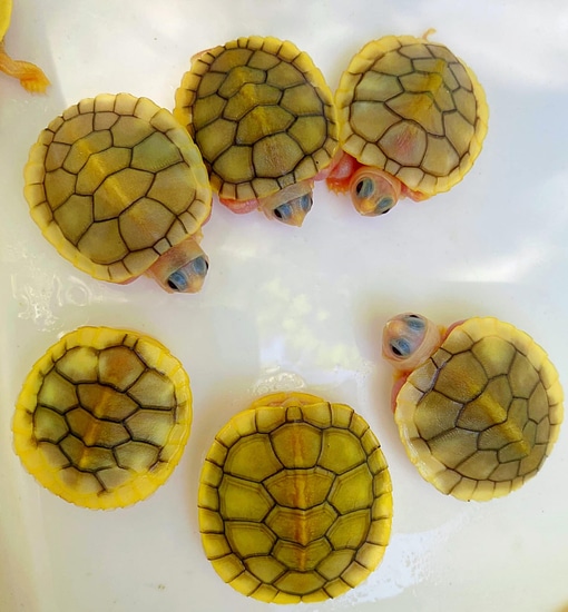 Caramel Pink Albino Sliders X 6 Slider Turtle by Whyte Ark Reptile
