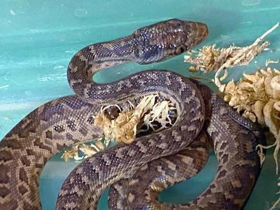 1.1 Bahama Boas. Chilabothrus Strigilatus (Nassau) Pair. Other Tree Boa ...