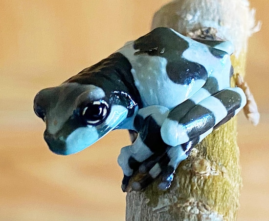 Brazilian Milk Frogs Trachycephalus Resinifictrix Other Tree Frog by ...